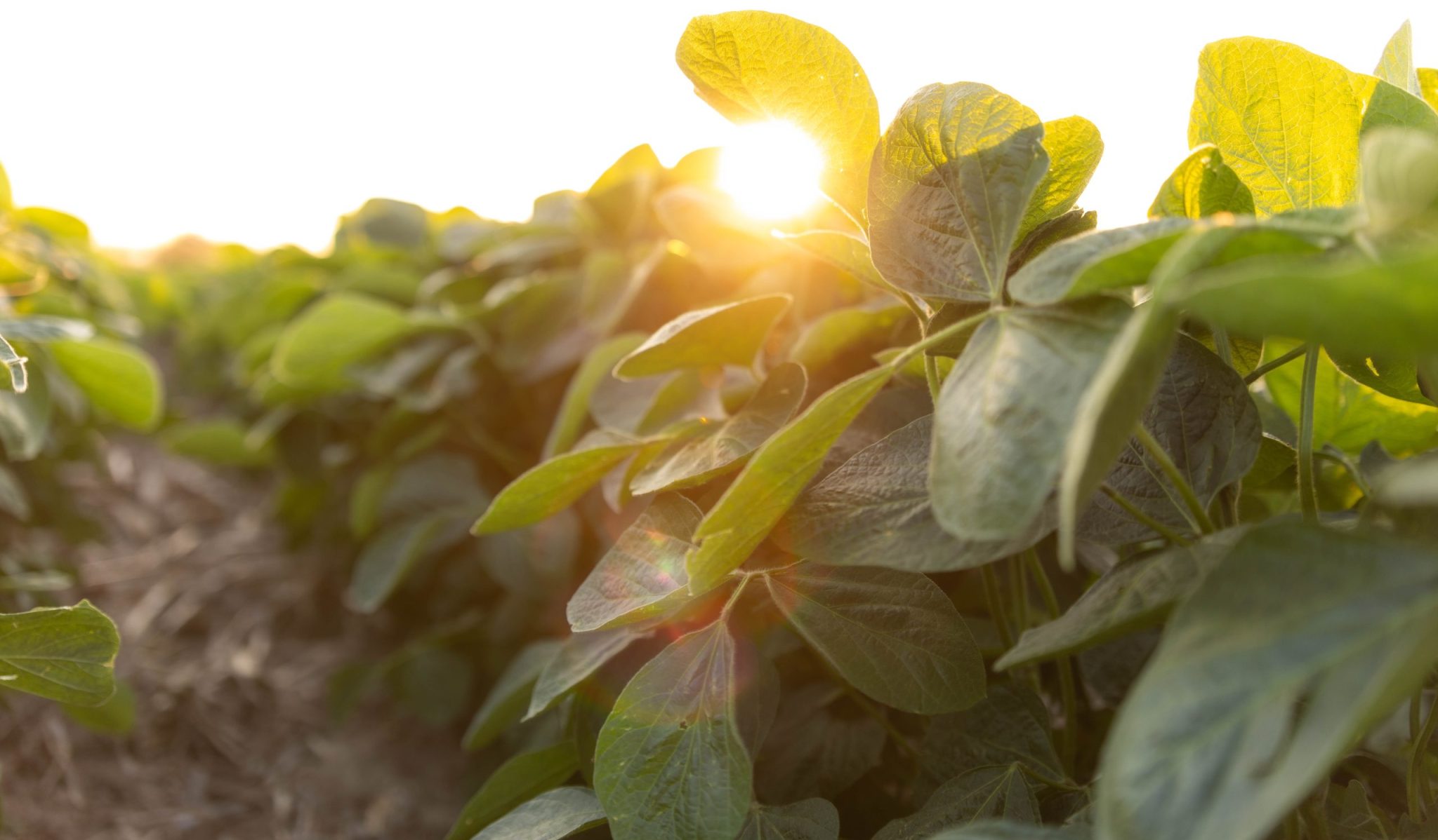 Explore 2024 Our Seed Plots - Kentland Seeds